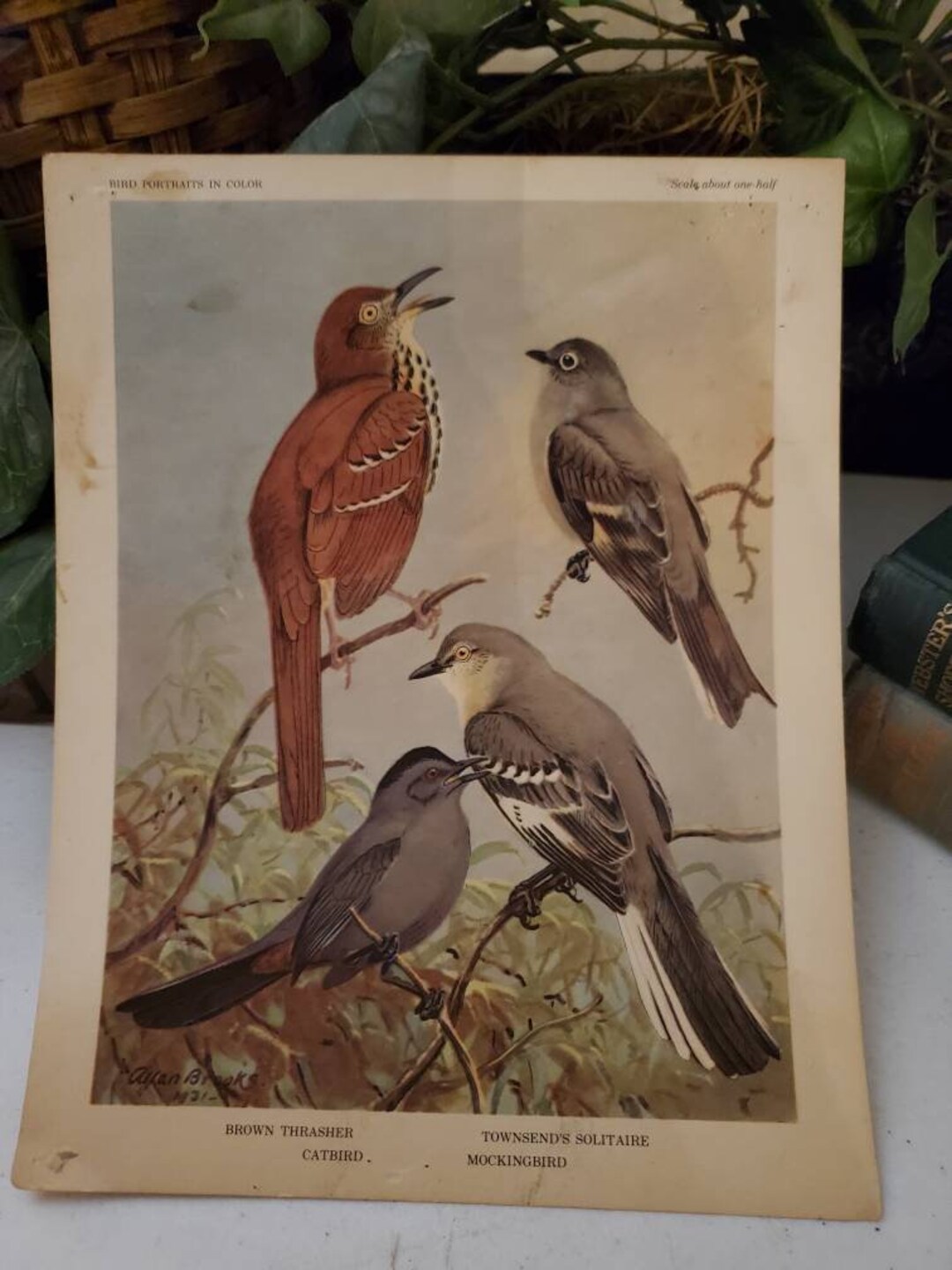 Allan Brooks Brown Thrasher, Catbird, Mockingbird Bird Art Print ...