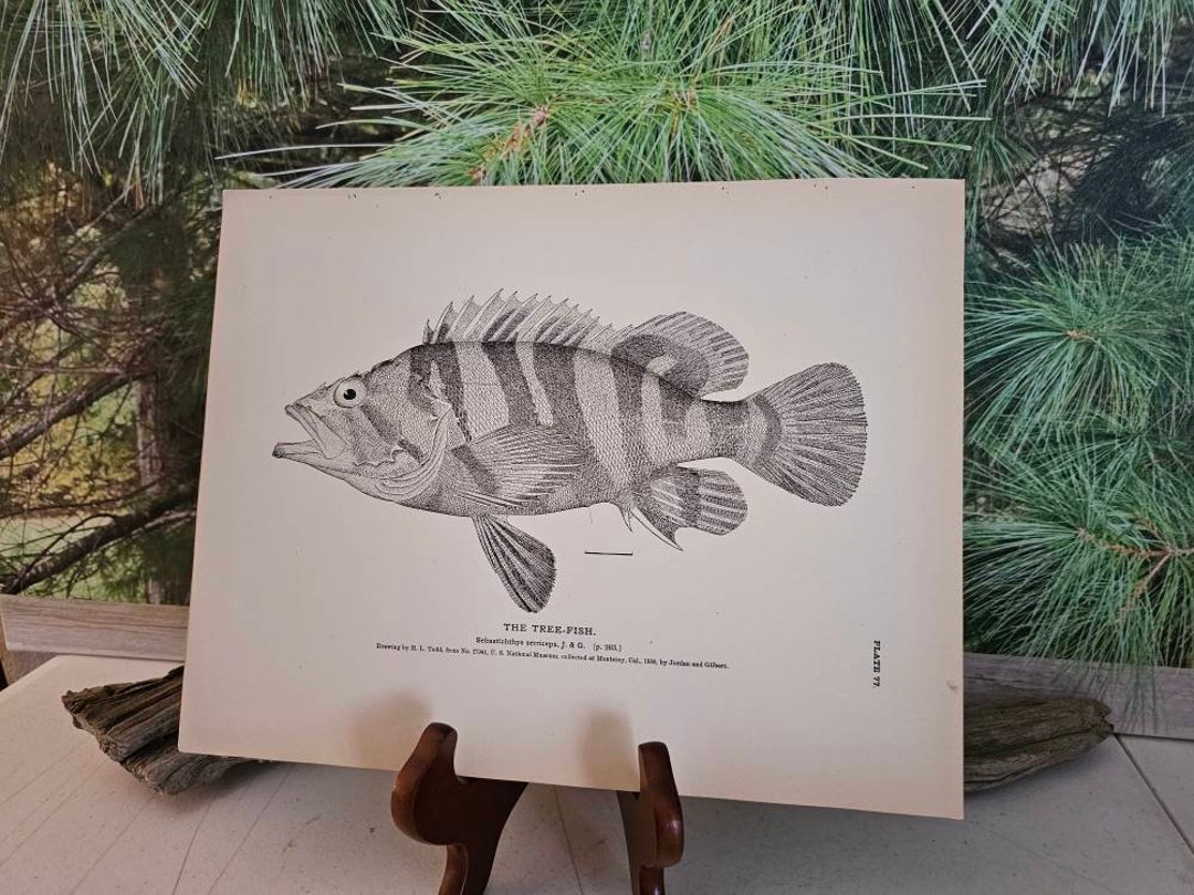 Antique 'the Tree Fish' Lithograph: 1884 U.S. National Museum Print - Etsy