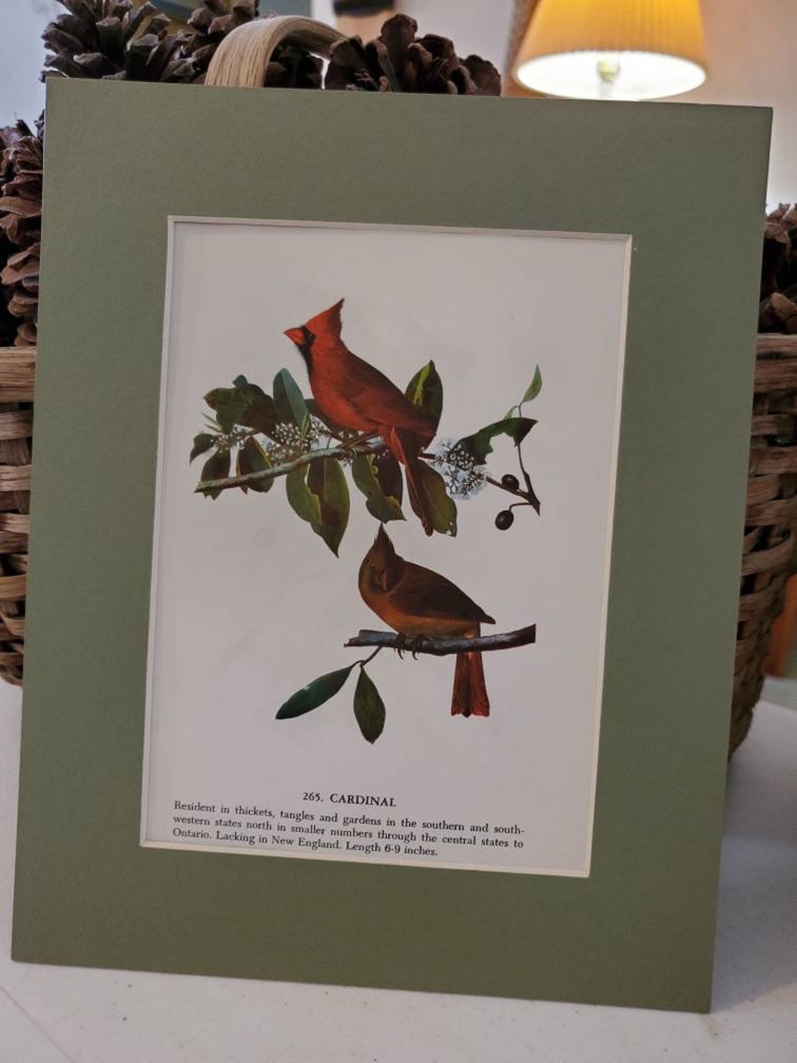 1950's John James Audubon Cardinal/two Grosbeaks Color - Etsy