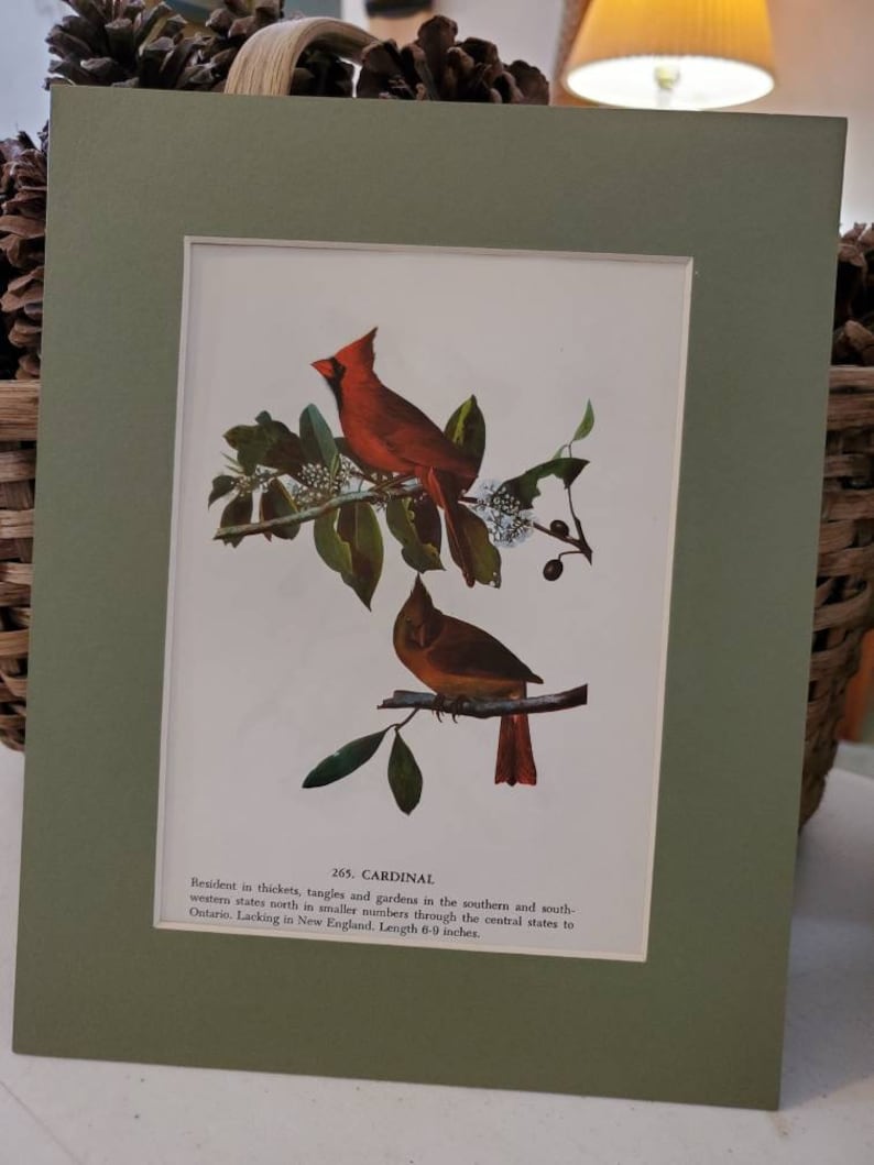1950's John James Audubon Cardinal/Two Grosbeaks Color | Etsy