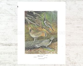 Ruffed Grouse Watercolor Print - Etsy