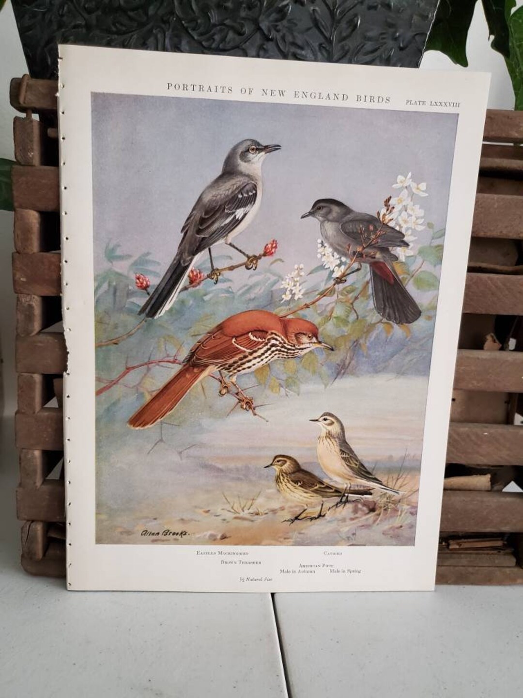 Vintage Allan Brooks Bird Print: Catbird, Mockingbird, Thrasher (1932 ...