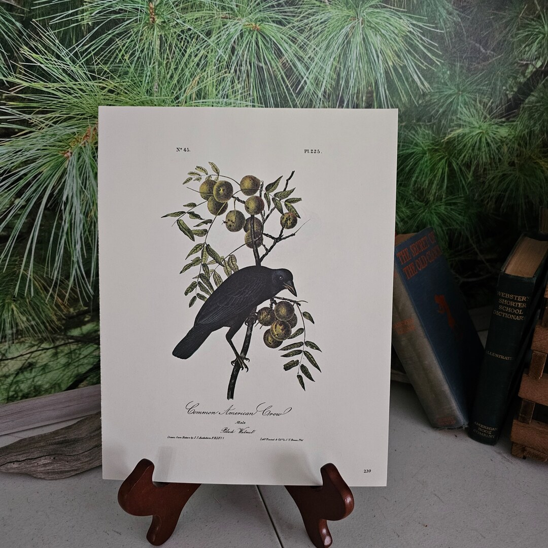 Common American Crow & Fish Crow J. J. Audubon Bookplate 1980 Double ...