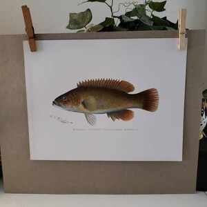 1902 Bergall Cunner Original Signed Sherman F. Denton Print / - Etsy