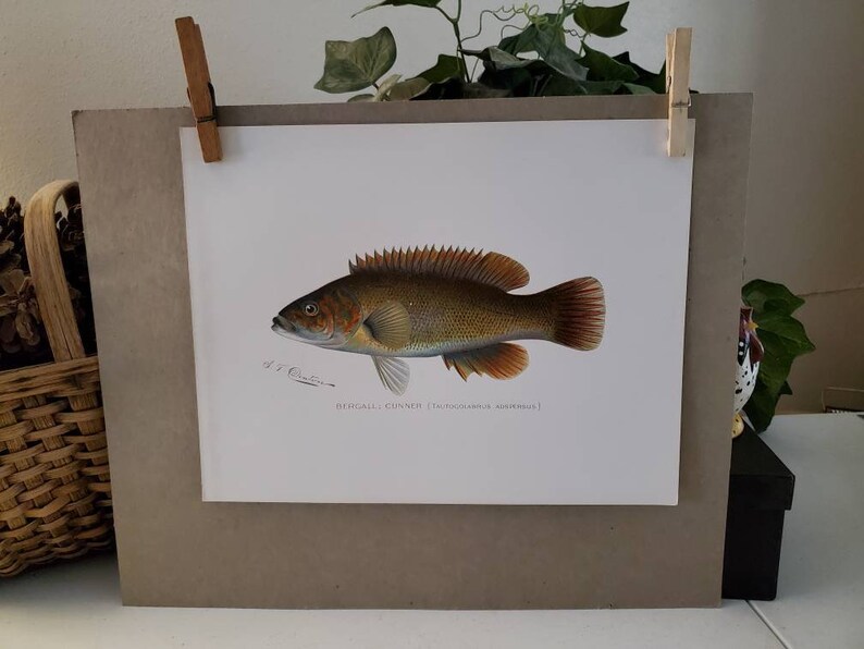 1902 Bergall Cunner Original Signed Sherman F. Denton Print / - Etsy