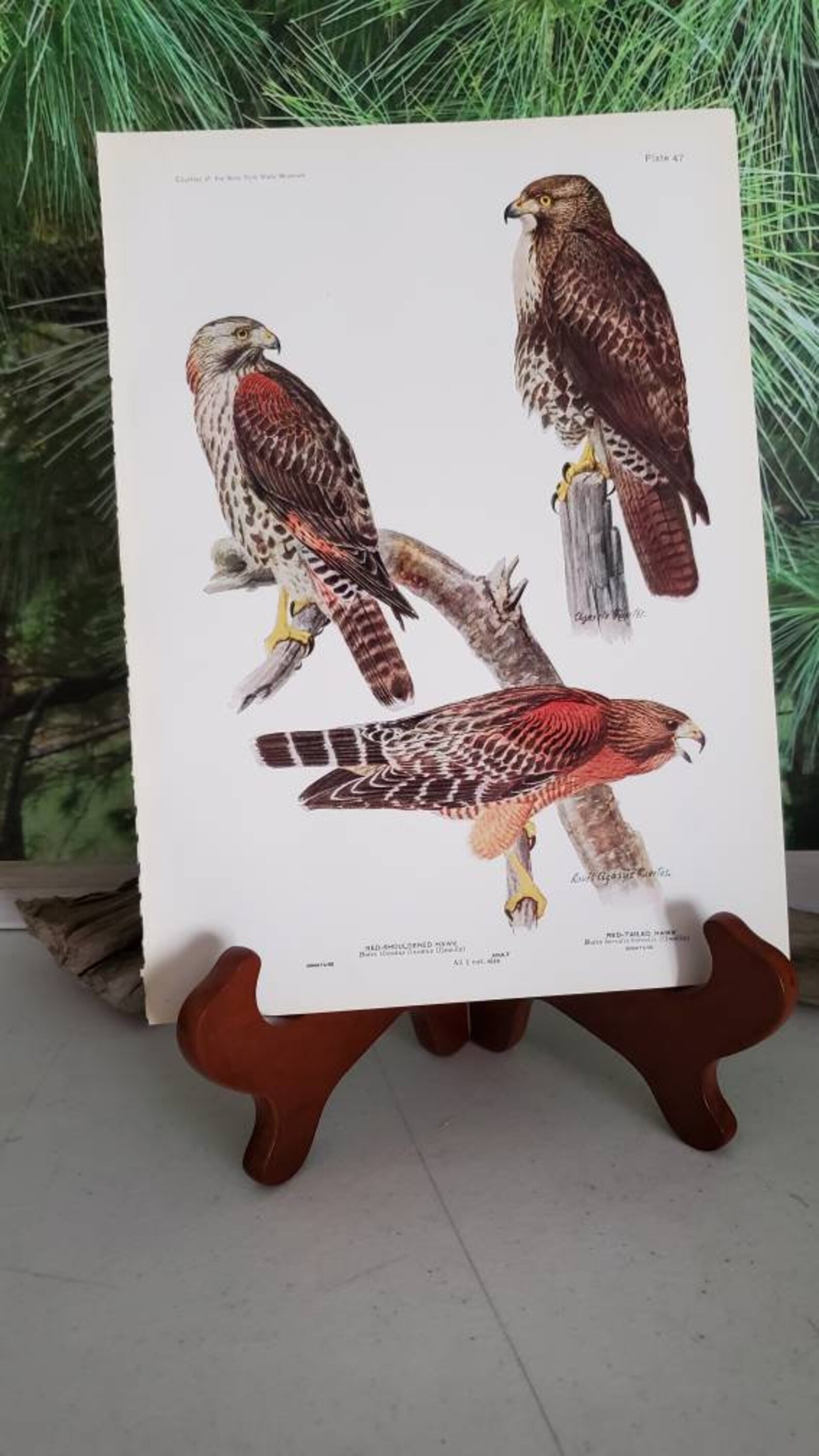 Red Shouldered Hawk & Red Tailed Hawk Bird Print by Louis - Etsy
