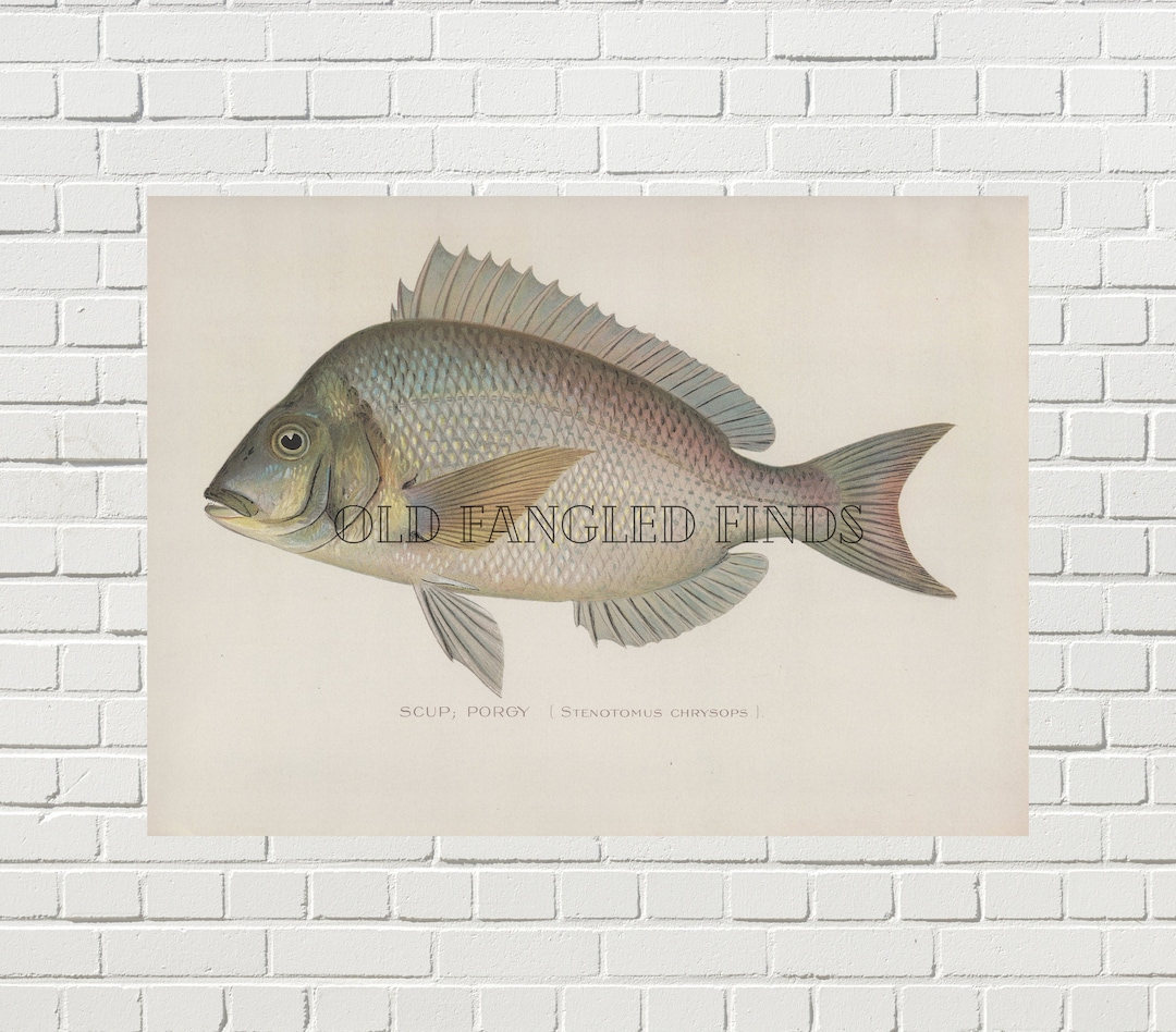 Scup Porgy Denton Fish Digital Download of Antique 1907 Fish Print by ...