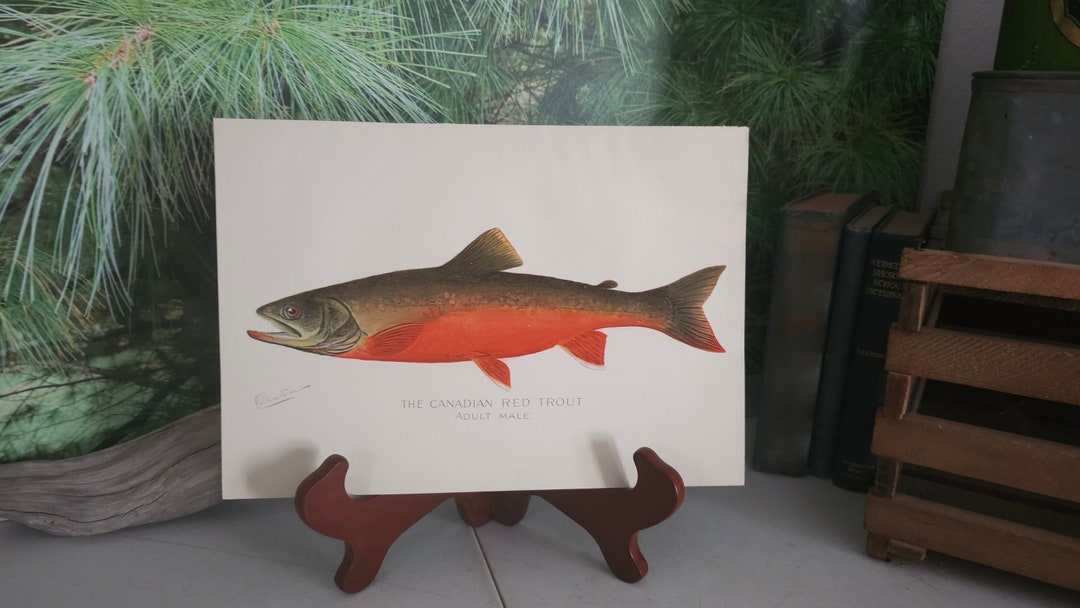 Signed Original Antique 1900s Fish Print Adult Male "the Canadian Red ...