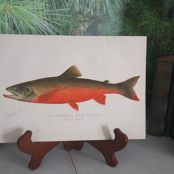 Trout Print - Etsy