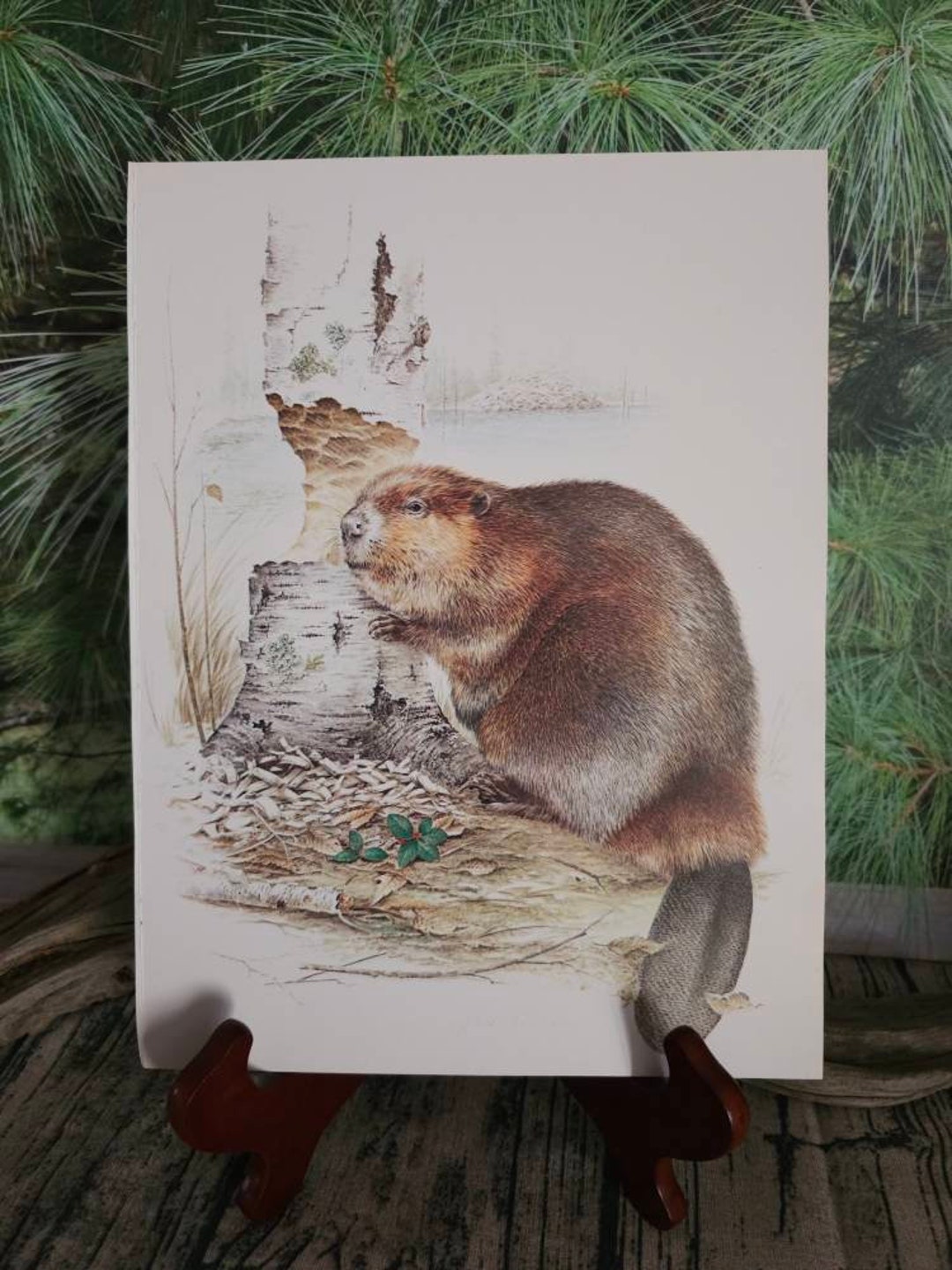 Beaver Color Lithograph by Severt Andrewson Original Wildlife Bookplate ...