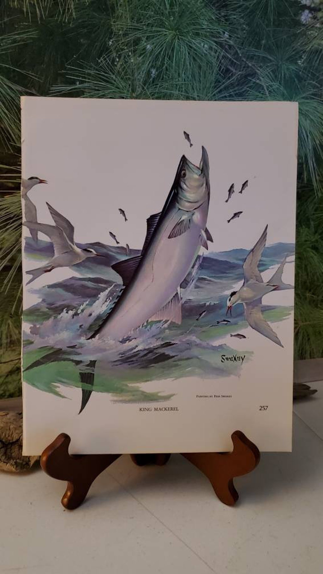 Vintage King Mackerel & Cobia Fish Art Print - Signed Fred Sweney ...