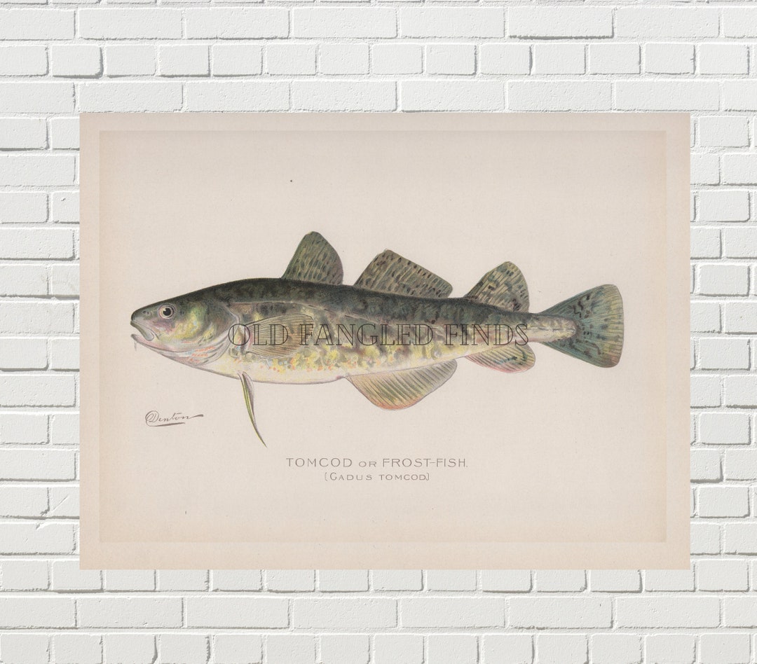 Tom Cod or Frost Fish Print Denton Fish Digital Download of Antique ...