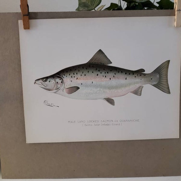 Original Denton Fish Print - Etsy