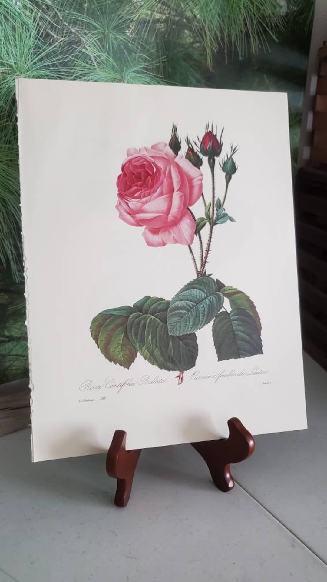 Vintage Rose Book Plate: Rosa Centifolia Bullata Floral Print - Etsy