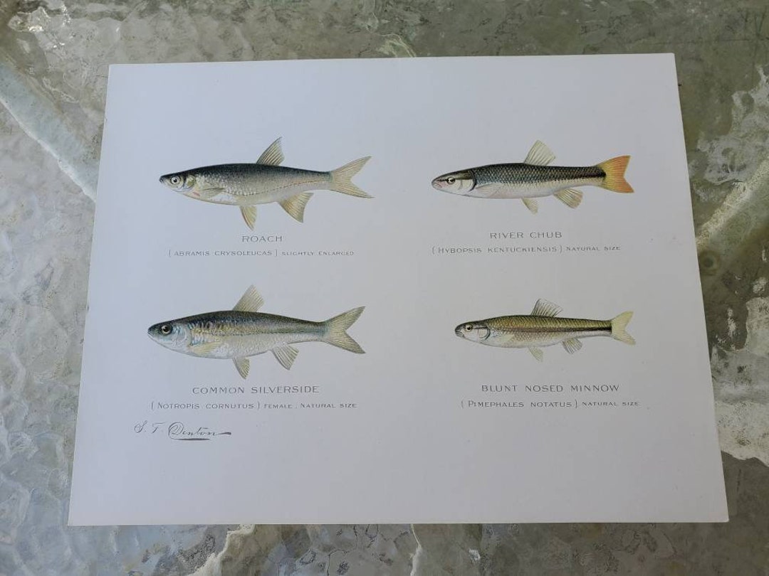 Sherman Denton Antique Fish Print: Roach, Chub, Silverside, Minnow - Etsy