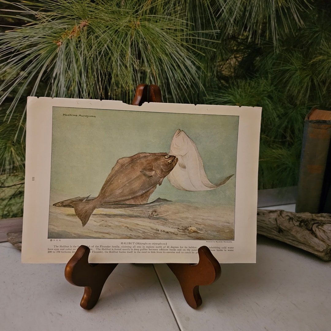 Halibut & Common Sturgeon 1920s Antique Lithograph by Hashime Murayama ...