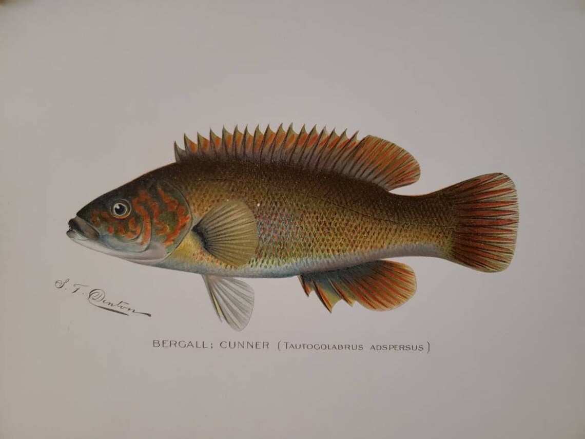 1902 Bergall Cunner Original Signed Sherman F. Denton Print / - Etsy