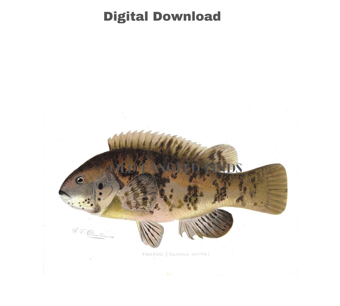 Denton Fish Digital Download of Antique 1901 Tautog Signed - Etsy