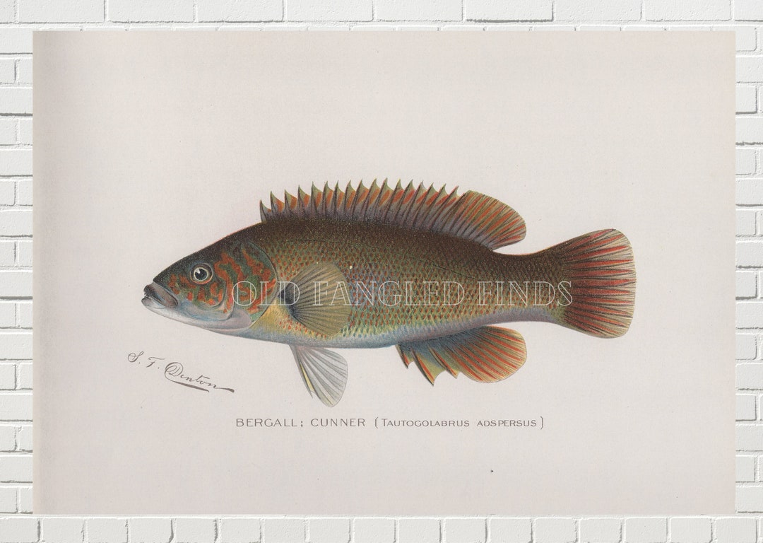 Denton Fish Digital Download of Antique 1902 Signed Bergall Cunner ...