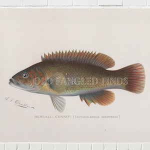Denton Fish Digital Download of Antique 1902 Signed Bergall Cunner ...
