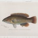 Denton Fish Digital Download of Antique 1902 Signed Bergall Cunner ...