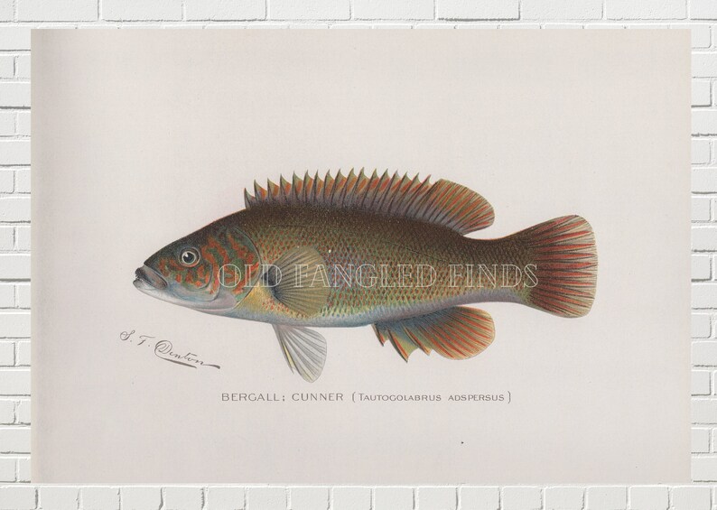 Denton Fish Digital Download of Antique 1902 Signed Bergall - Etsy