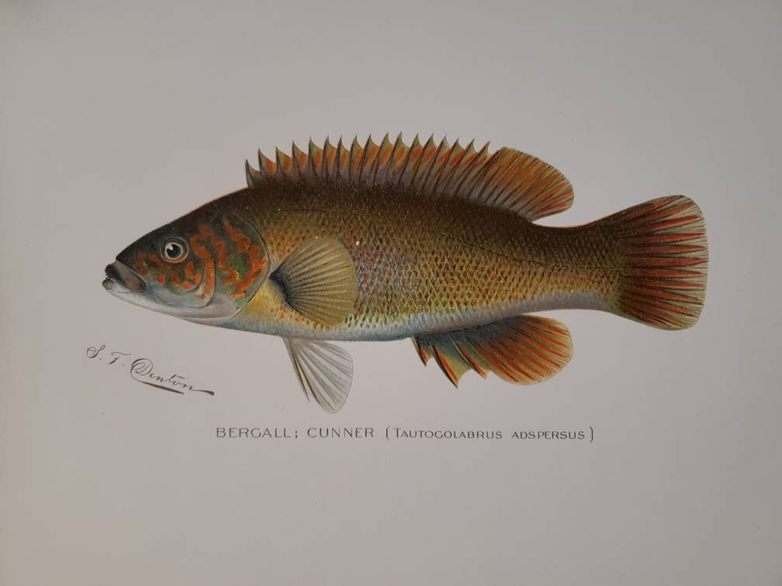 1902 Bergall Cunner Original Signed Sherman F. Denton Print / - Etsy