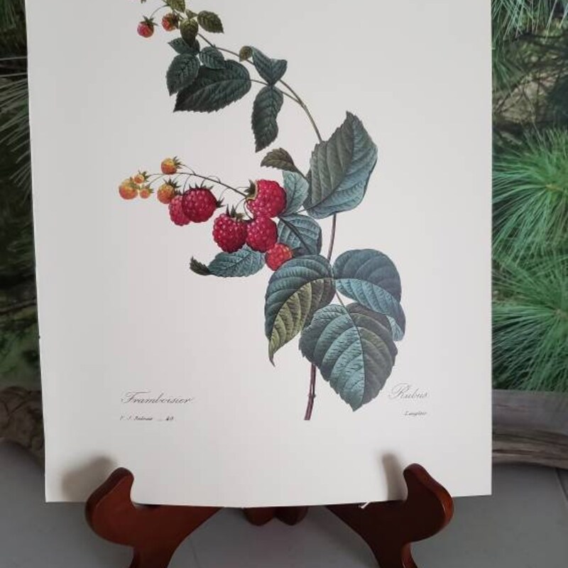 Botanical Book Plate - Etsy