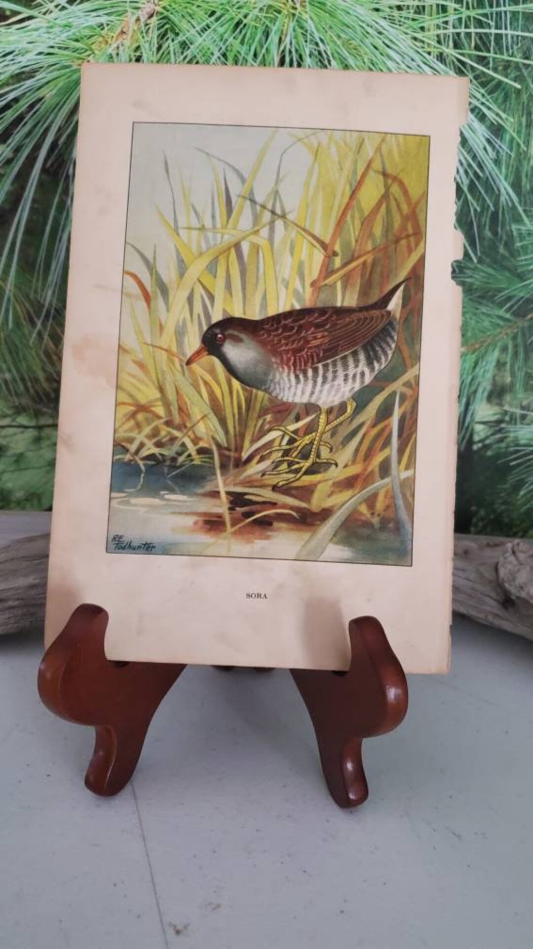 Sora & Ruffed Grouse Antique Bird Print Double Sided 1926 R. E ...