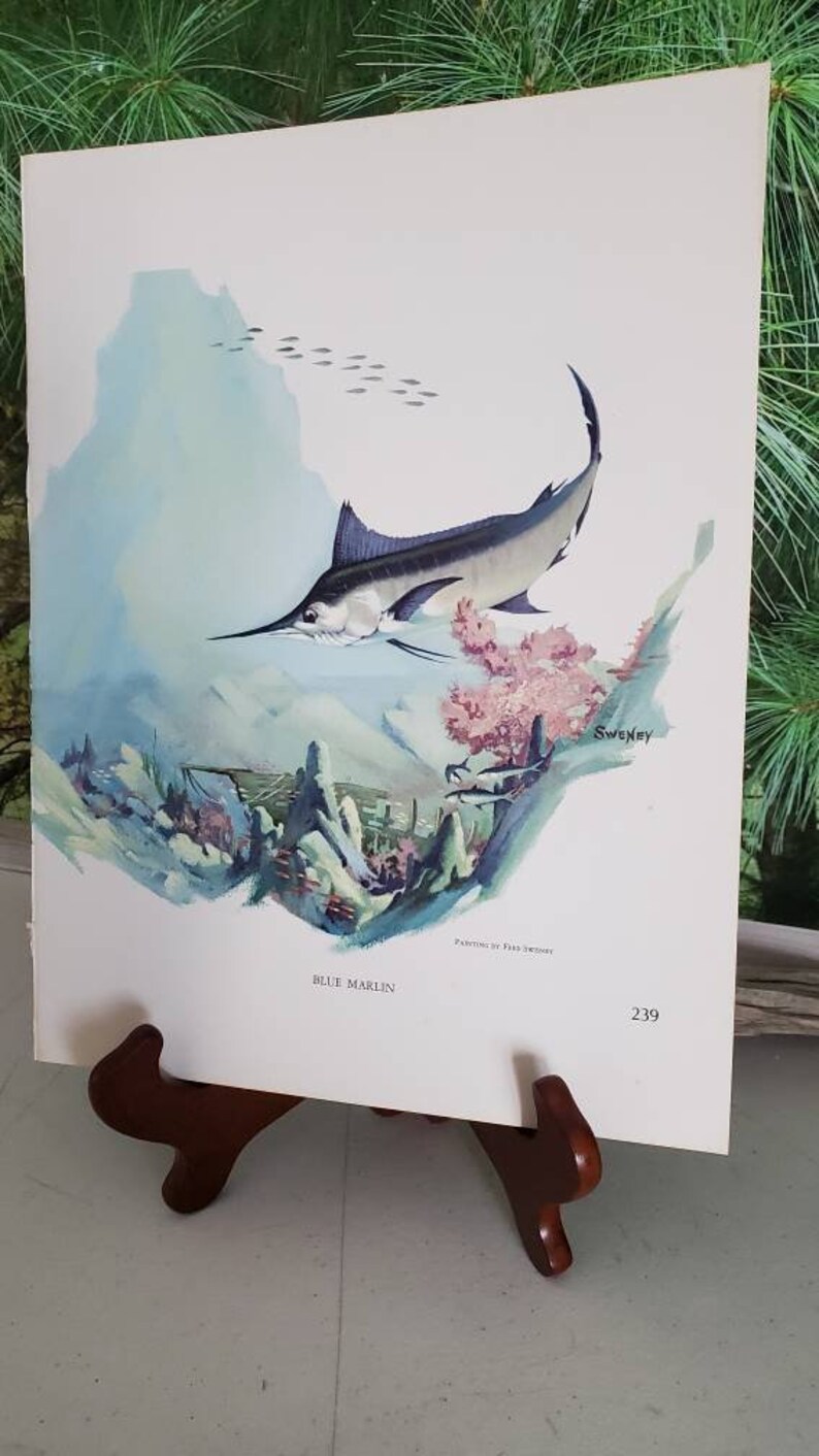 Vintage Snook & Blue Marlin Fish Art Print: Signed Fred Sweney ...