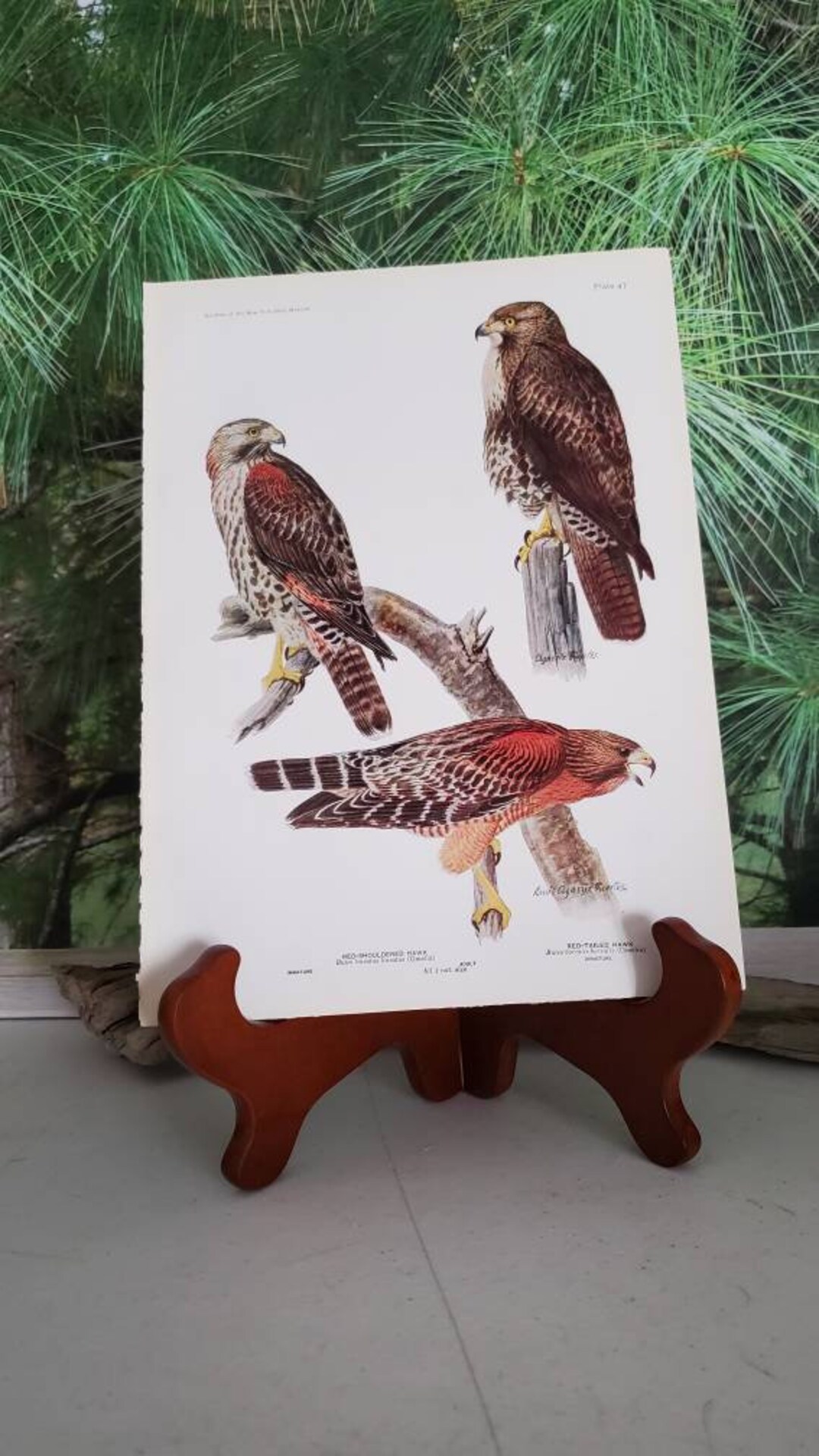Red Shouldered Hawk & Red Tailed Hawk Bird Print by Louis Fuertes 1930s ...