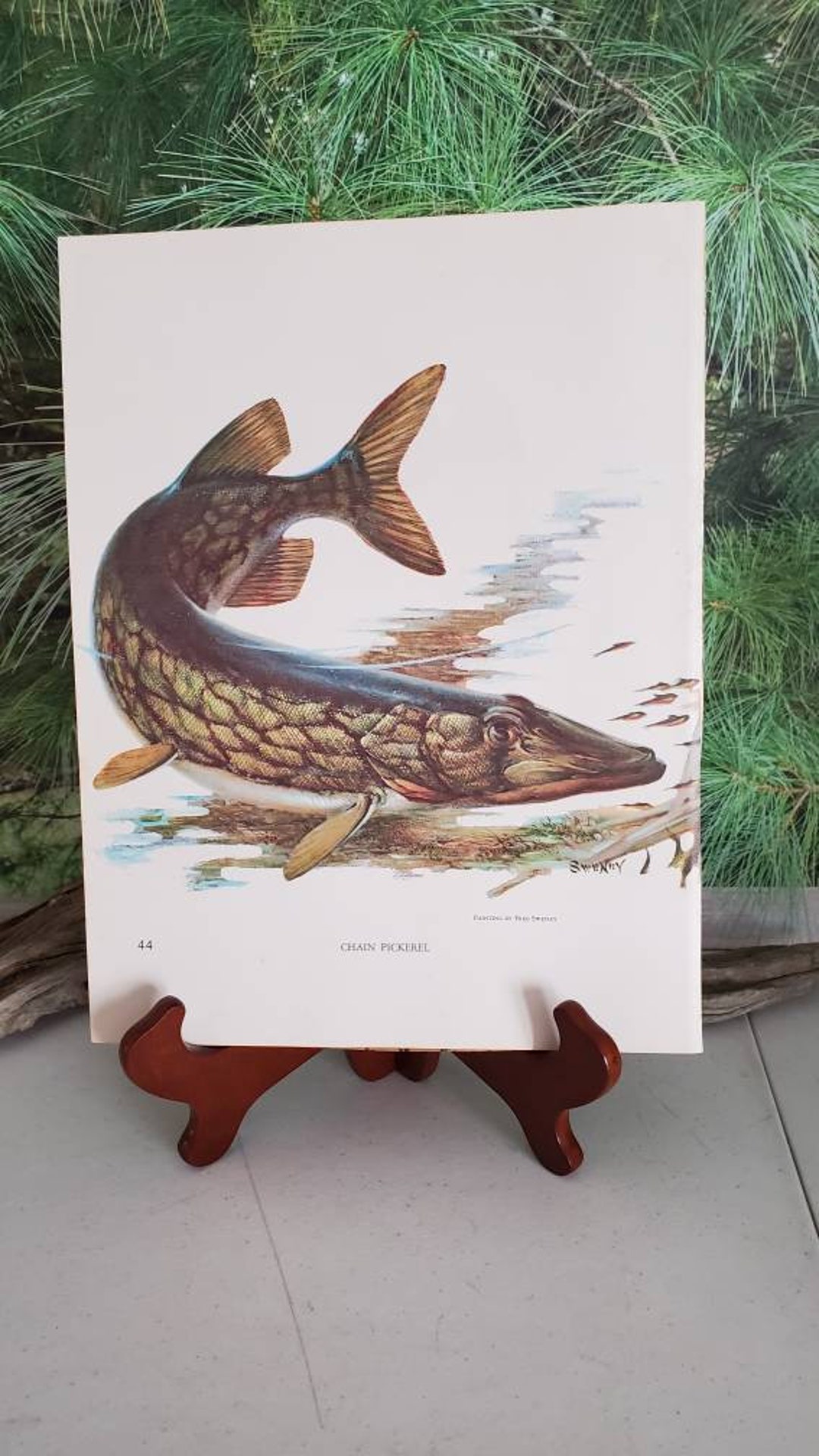 Fred Sweney Northern Pike & Chain Pickerel 1972 Signed Double Sided ...