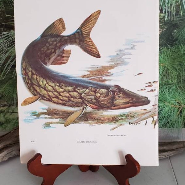 Pickerel - Etsy