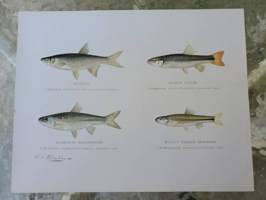 Antique Freshwater Fish Roach & River Chub Signed Print by Sherman F ...