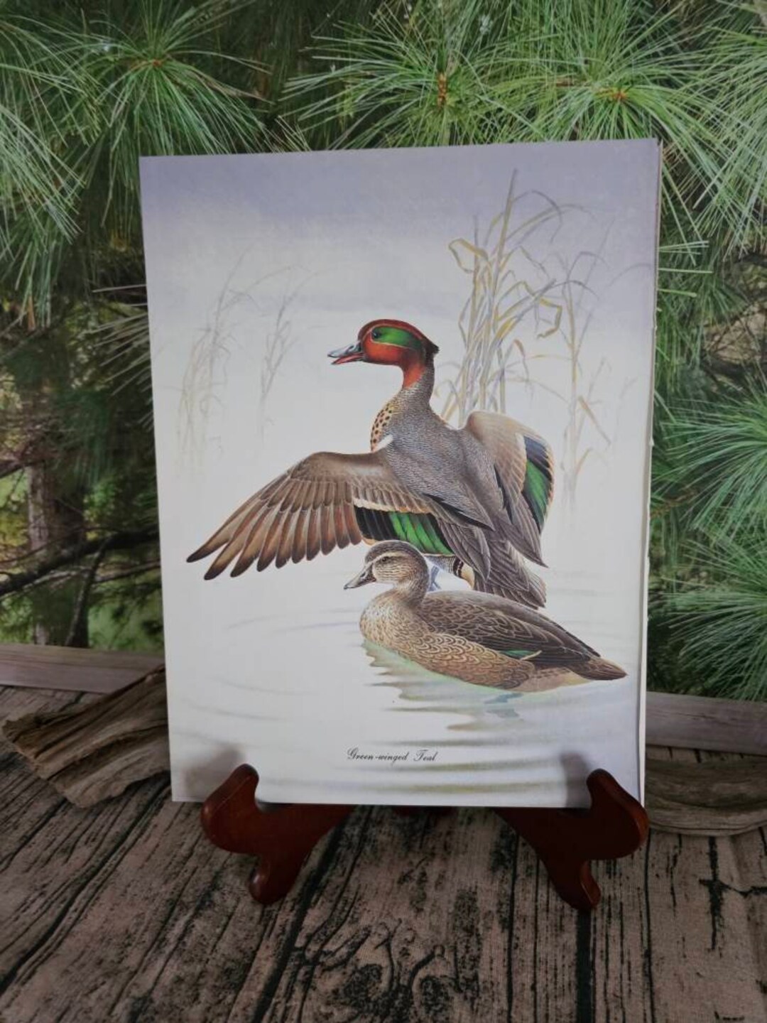 Green-winged Teal, Male & Female, Athos Menaboni Color Book Plate ...
