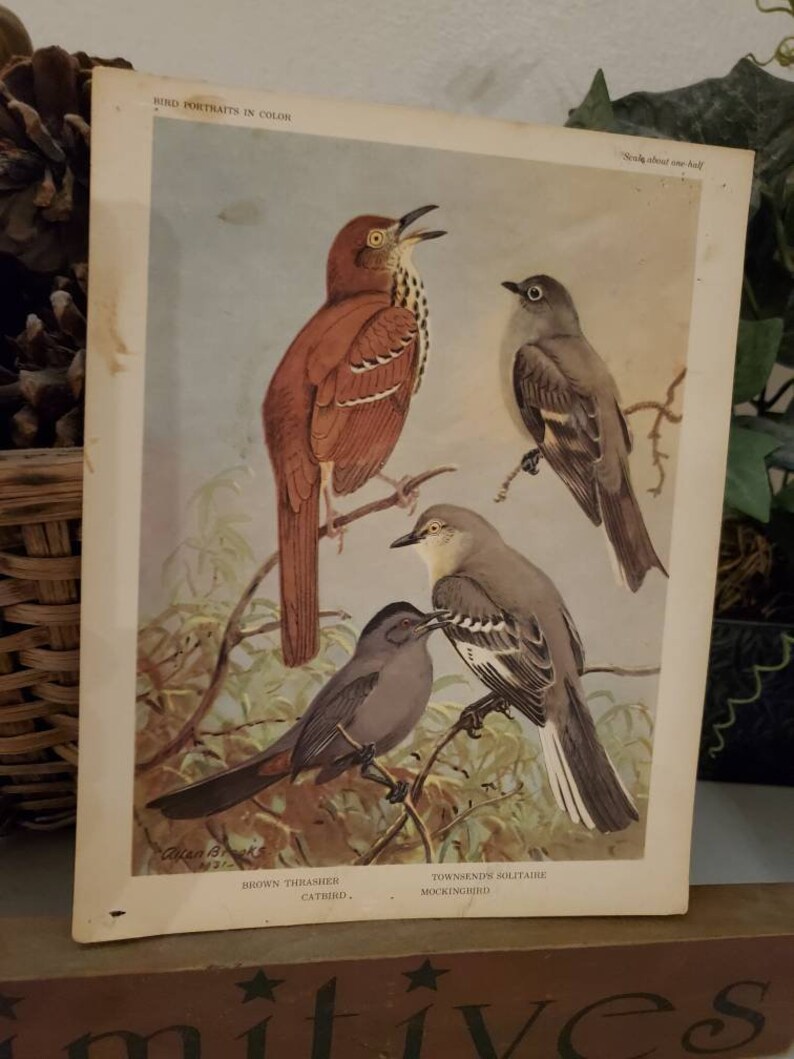 Allan Brooks Brown Thrasher, Catbird, Mockingbird Bird Art Print ...