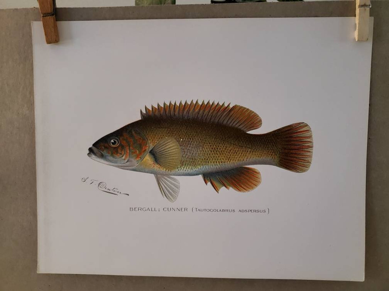 1902 Bergall Cunner Original Signed Sherman F. Denton Print / - Etsy