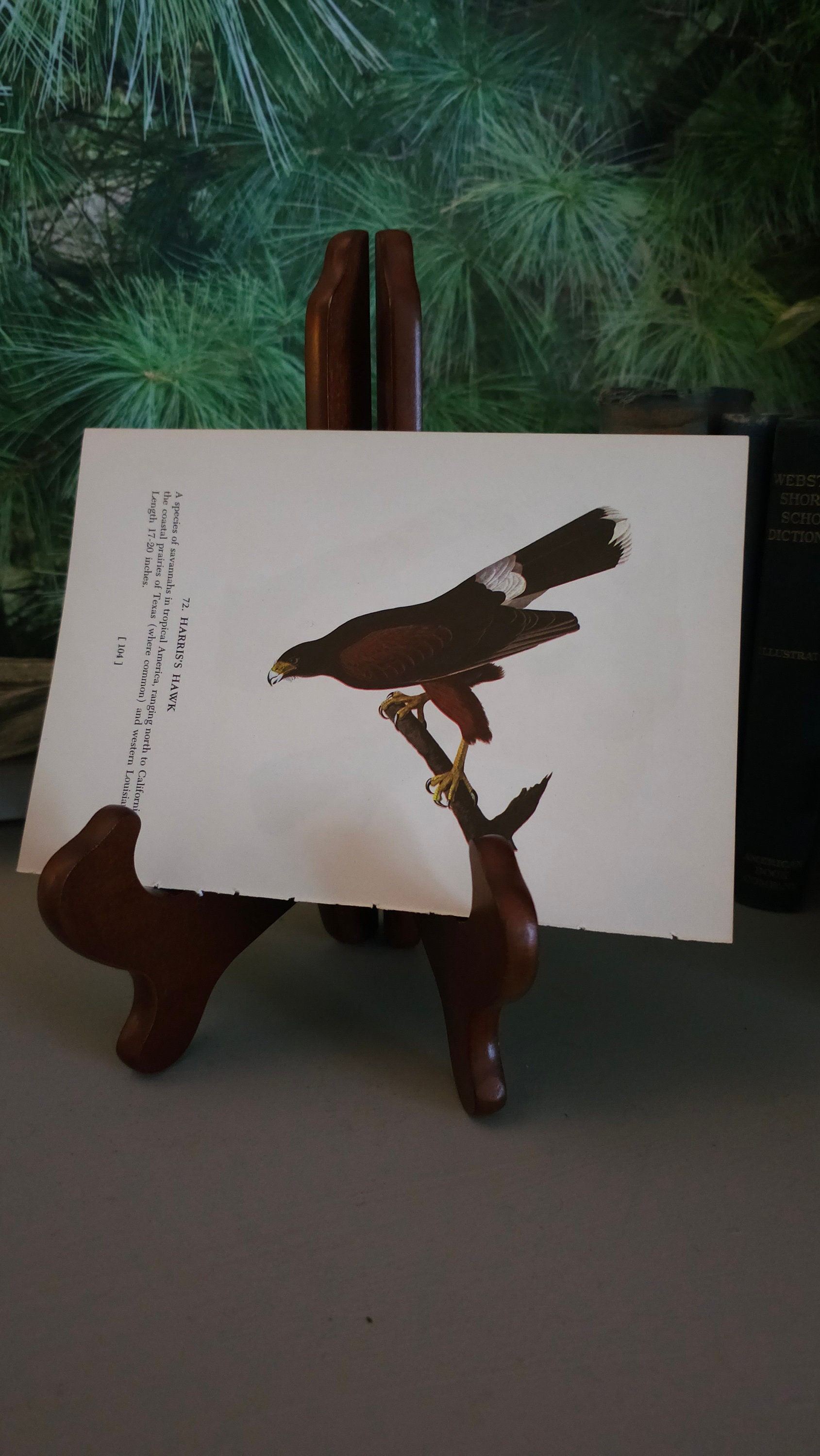 1950's John James Audubon Sharp Shinned Hawk & Harris's Hawk Color Book ...