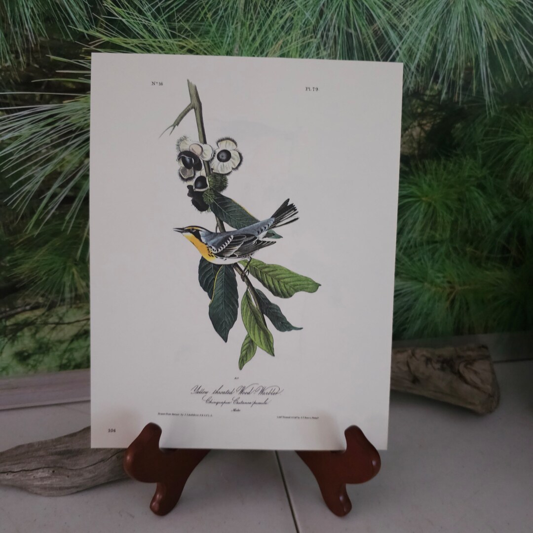 Yellow Throated Wood Warbler & Yellow Red Poll Wood Warbler J. J ...