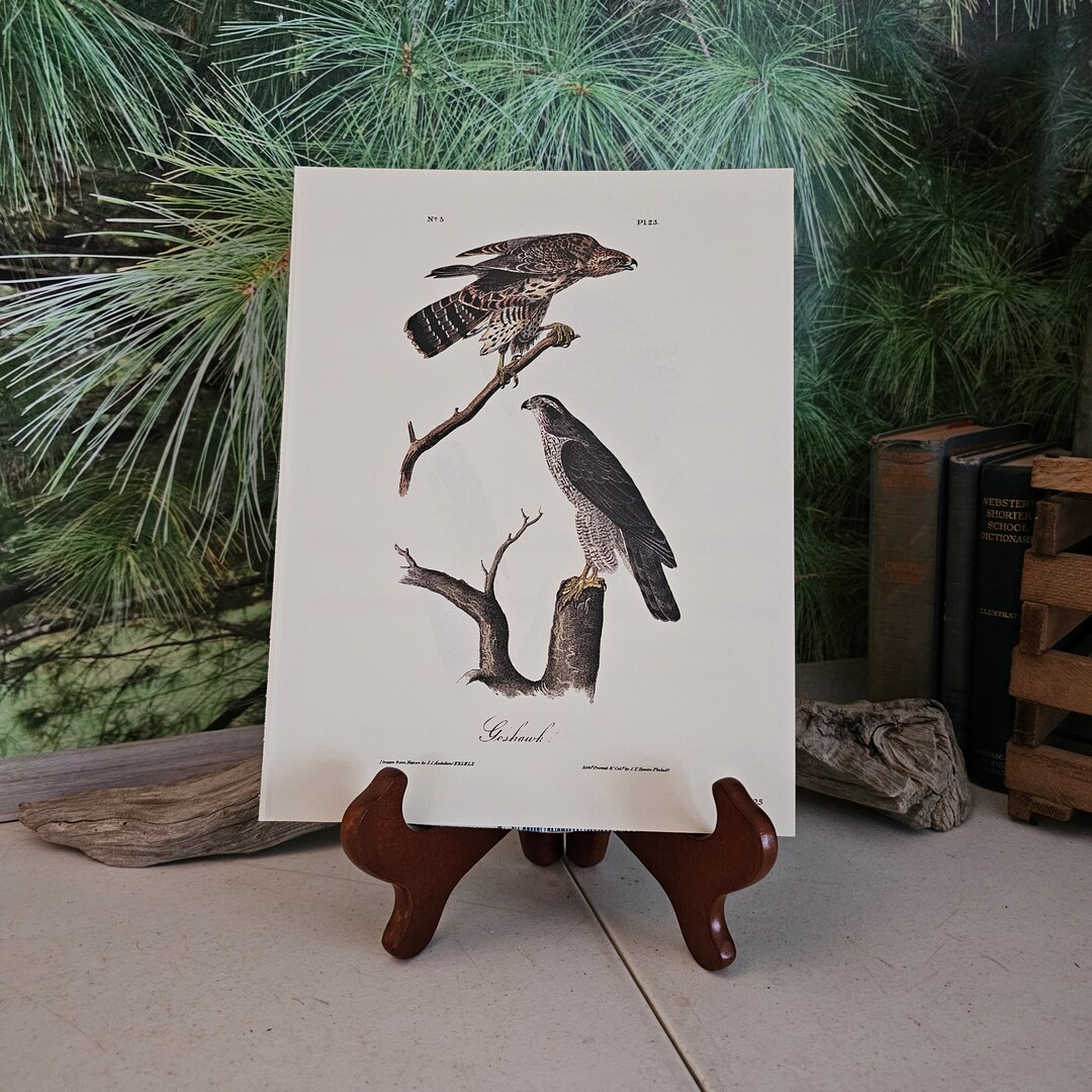 Audubon Goshawk & Cooper's Hawk Bookplate: Double Sided Wall Art - Etsy