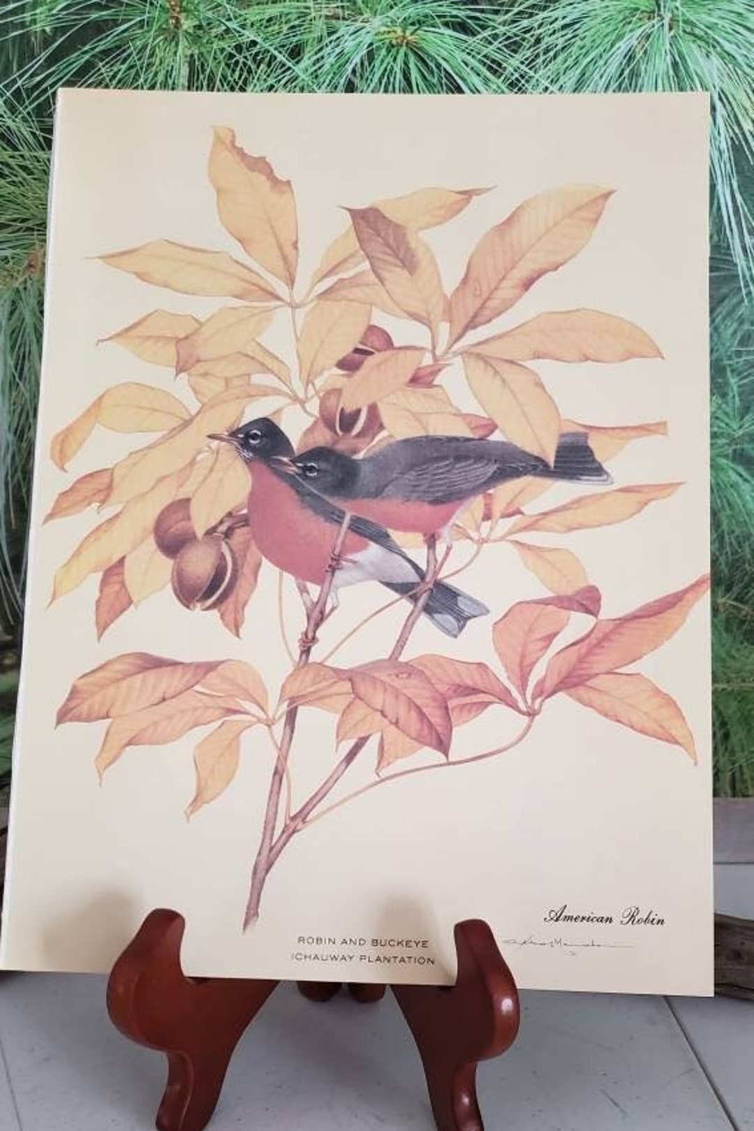 American Robin & Buckeye Tree Athos Menaboni Color Book Plate Vintage ...