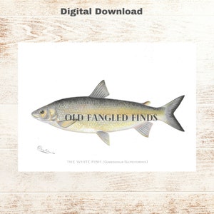 Denton Fish Digital Download of Antique 1902 Artist Signed the White ...
