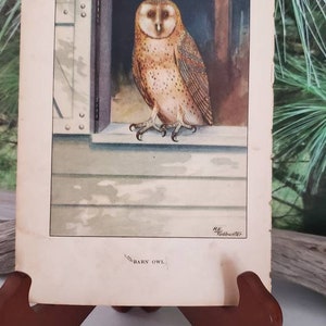 Barn Owl/screech Owl Antique Bird Print Double Sided 1926 R. - Etsy