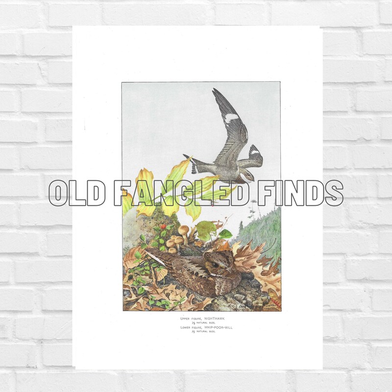 Whippoorwill - Etsy