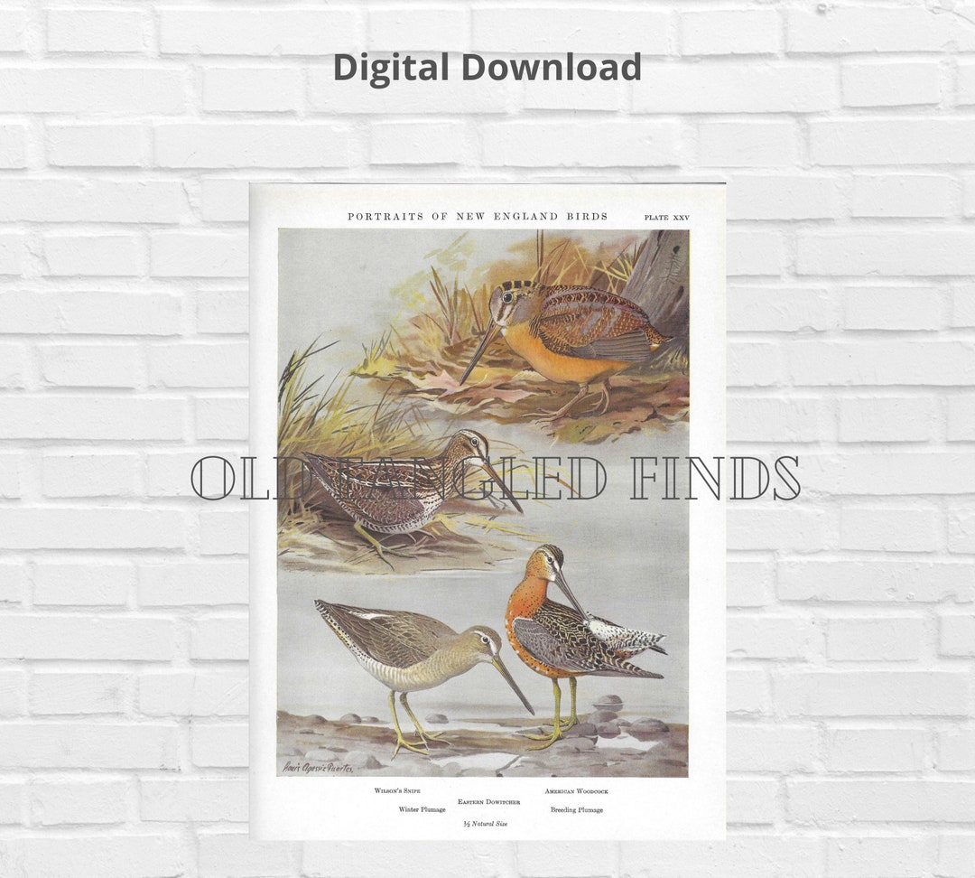 Digital Download Louis Fuertes Wilson's Snipe, Dowitcher, & American ...