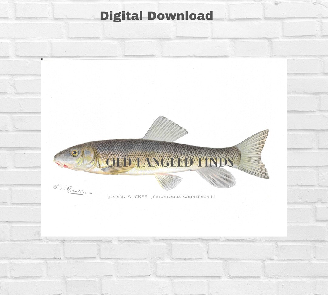 Brooks Sucker Denton Fish Digital Download of Antique 1902 Signed ...