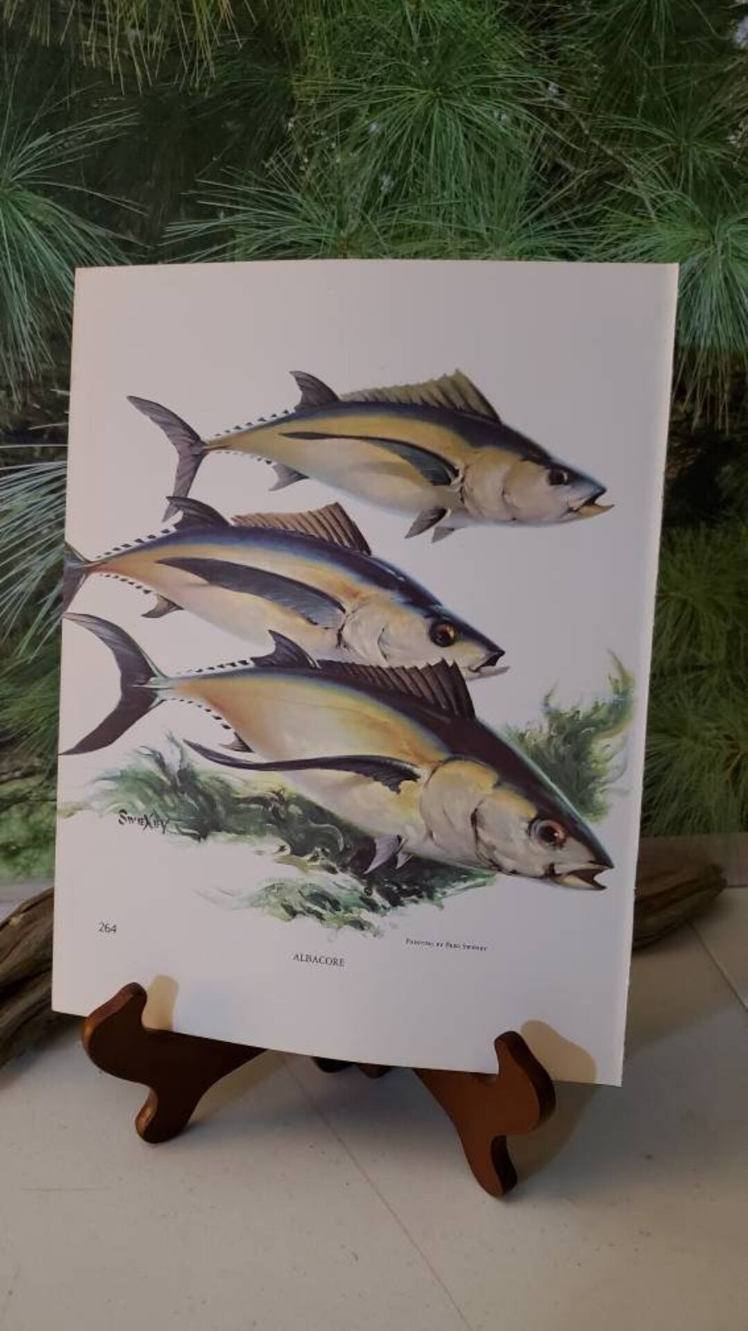 Vintage Fred Sweney Fish Bookplate: Weakfish & Albacore Art Print - Etsy