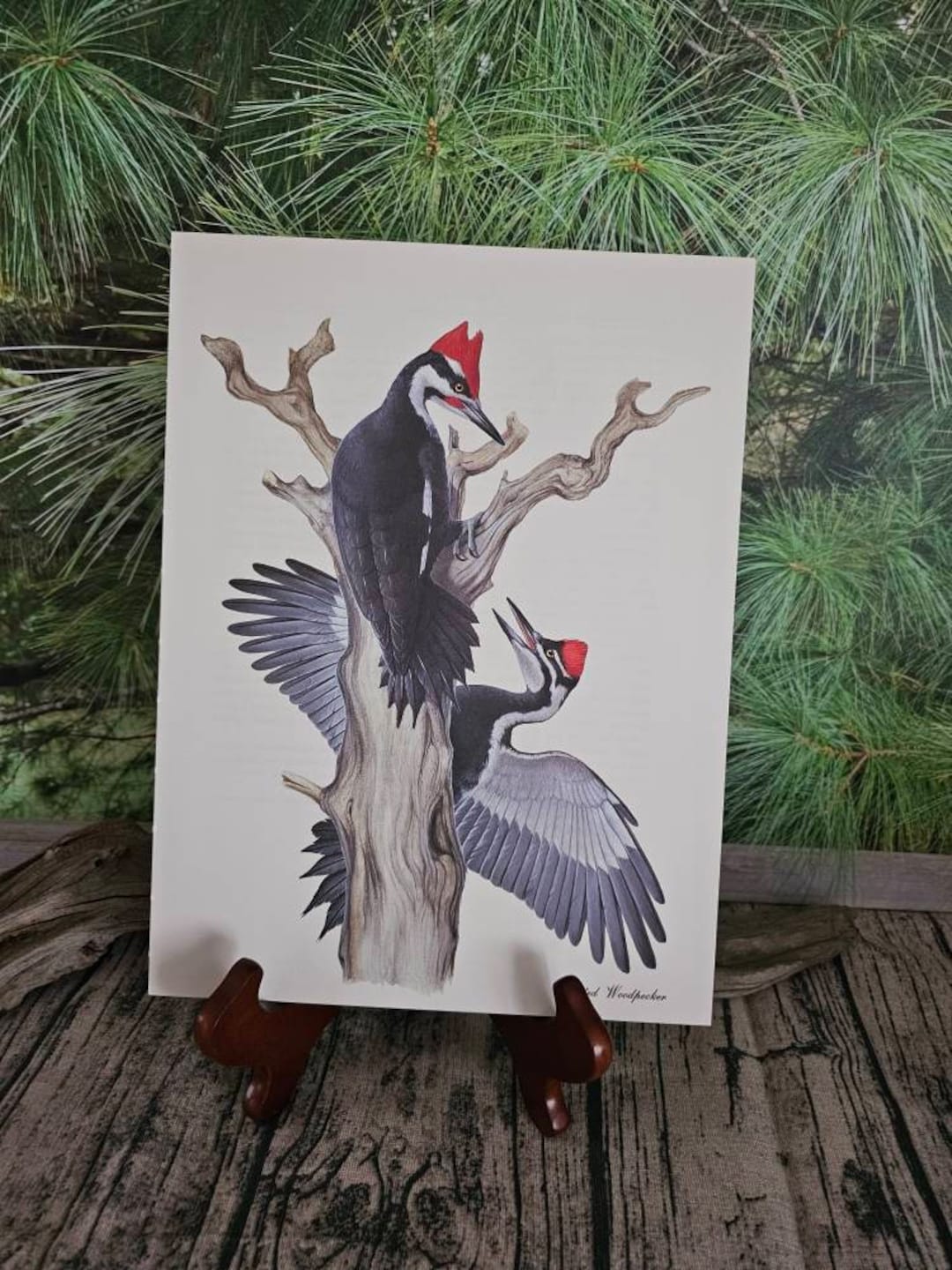 Pileated Woodpecker, Male & Female, Athos Menaboni Color Book Plate ...