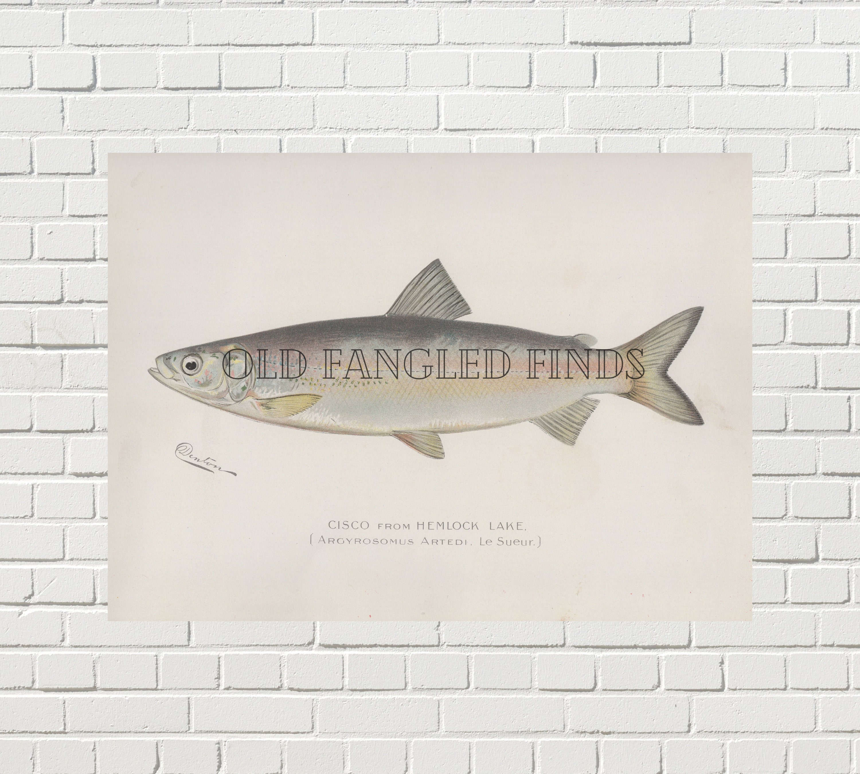 Cisco From Hemlock Lake Denton Fish Digital Download of Antique 1902 ...