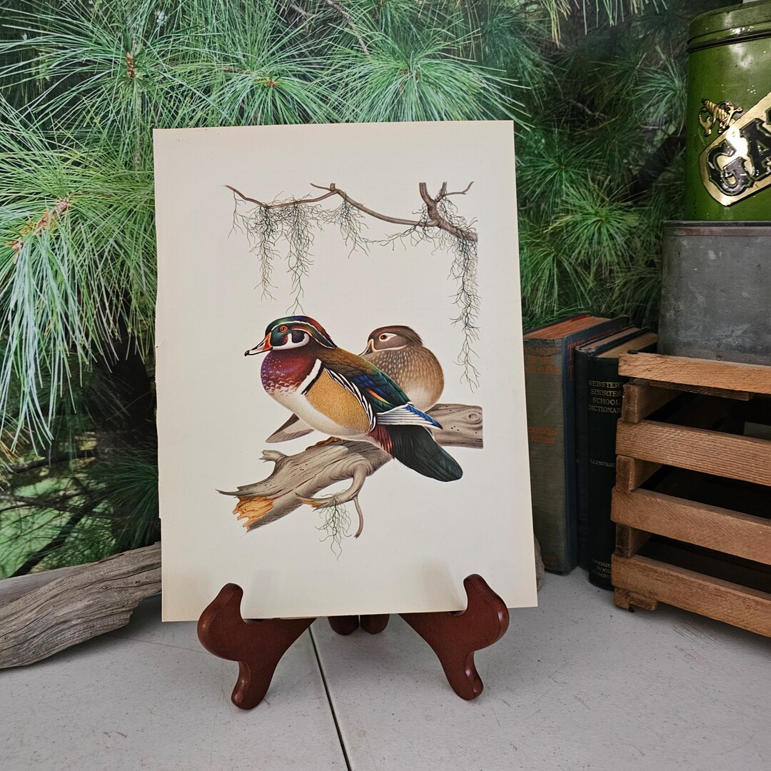 Wood Duck, Male & Female, Athos Menaboni Color Book Plate 1950 Vintage ...